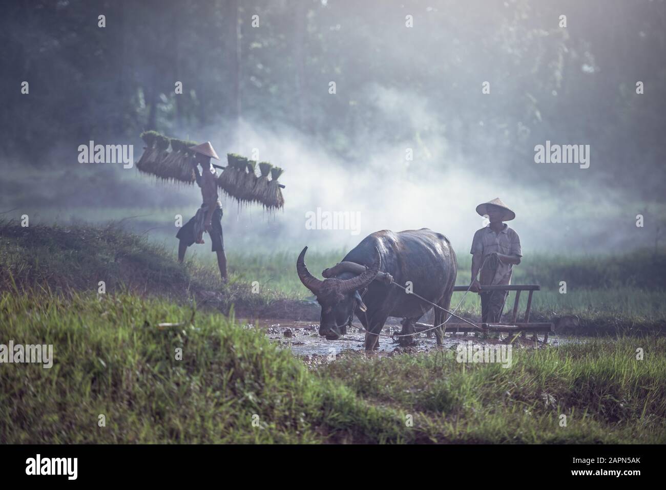 Farmer using buffalo plowing rice field,Asian man using the buffalo to ...