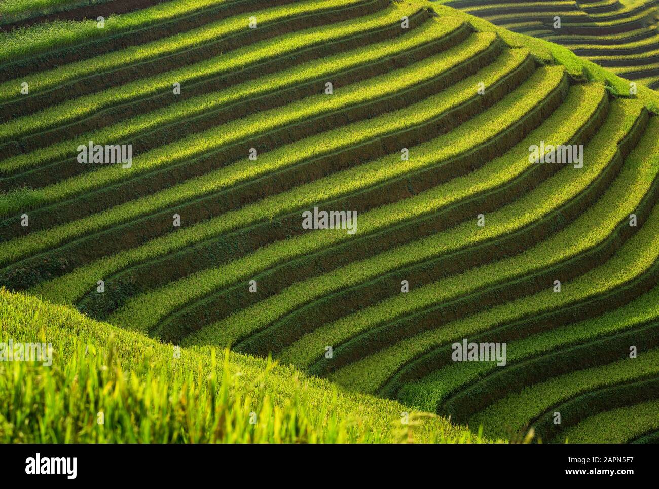 Layer of Rice fields on terraced of Mu Cang Chai, YenBai, Vietnam ...