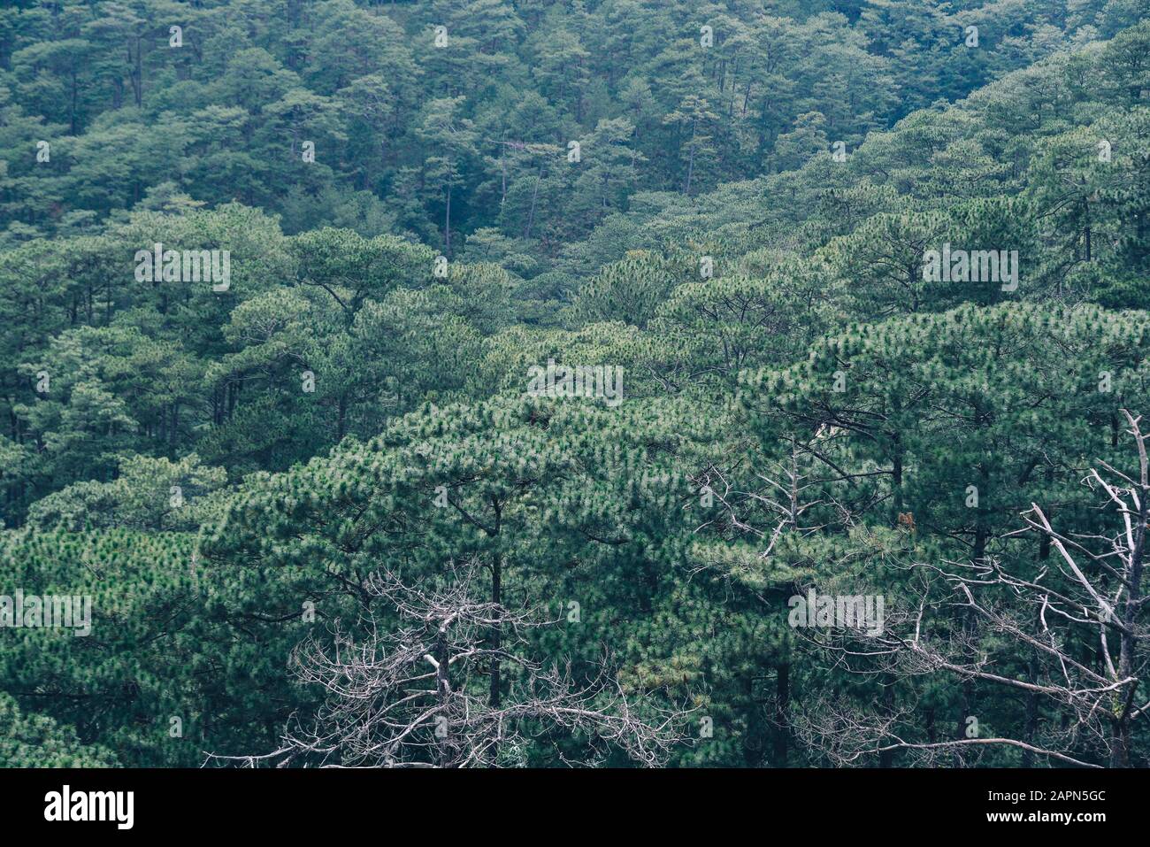 Green pine tree forest at sunny day in Dalat, Vietnam Stock Photo - Alamy
