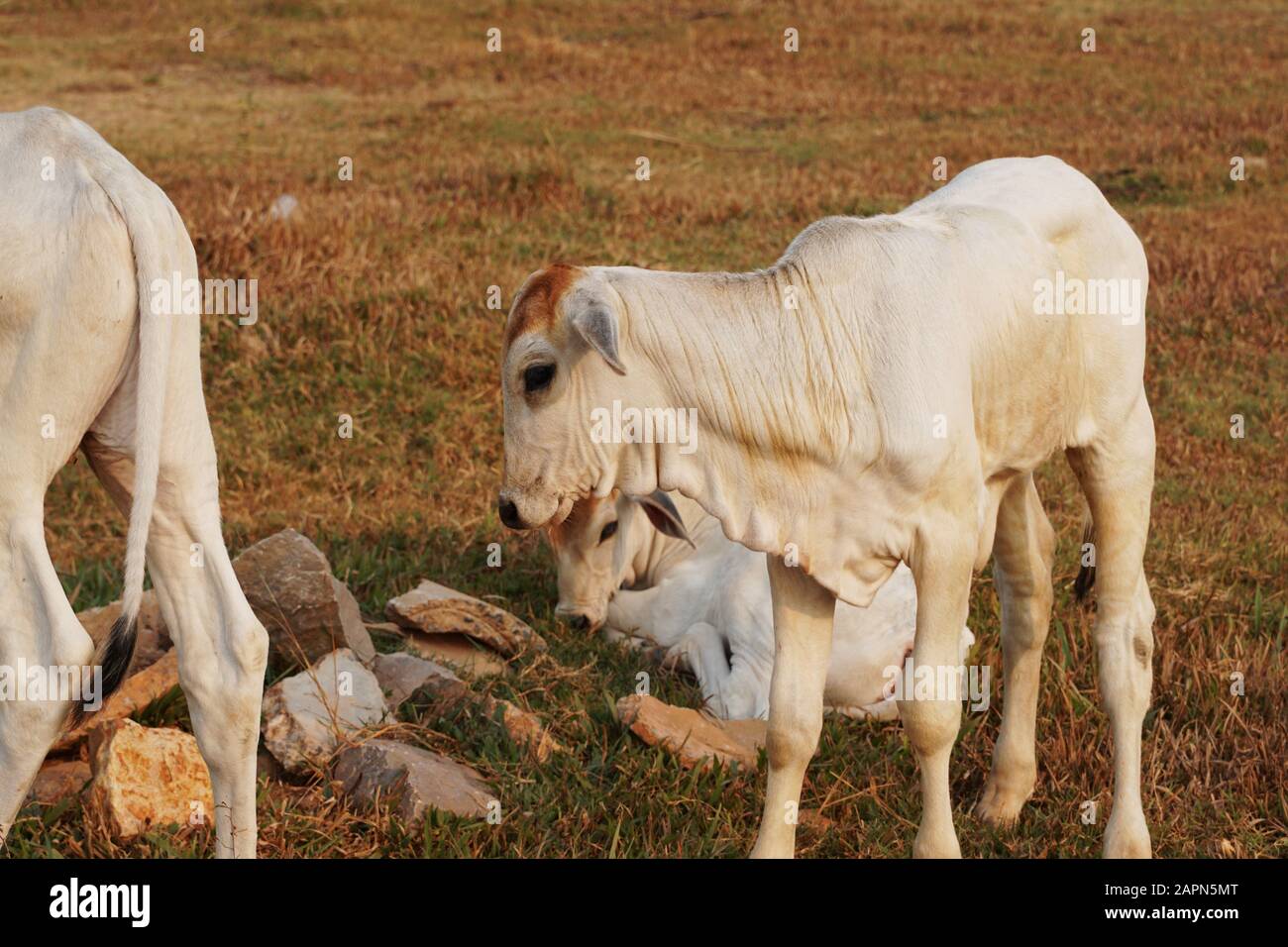 Three skinny white Cambodian cow. Countryside landscape in Kampot ...