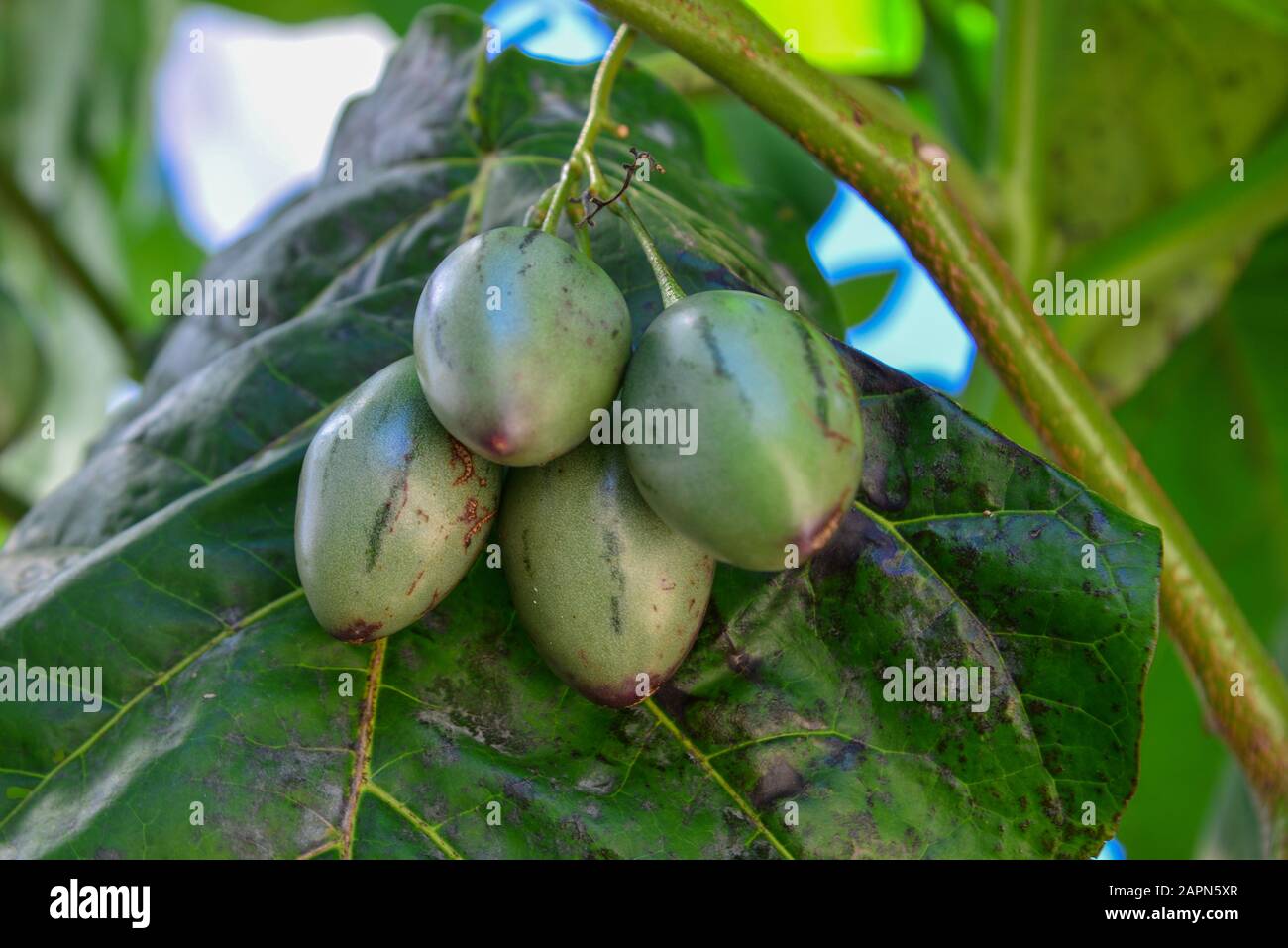 Datura fruits on the tree at plantation in Dalat, Vietnam Stock Photo ...