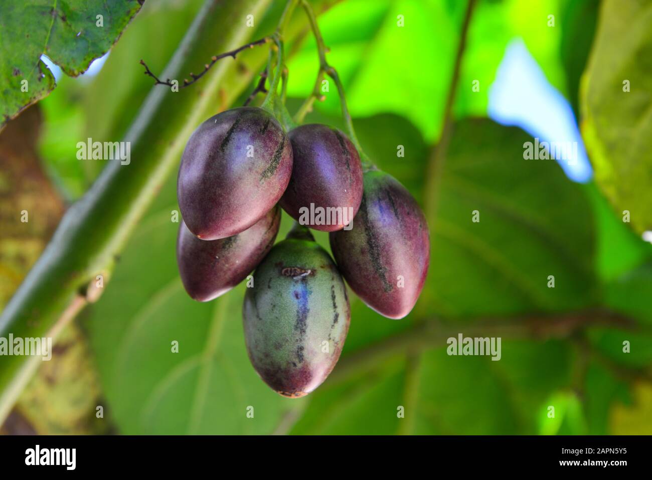 Datura fruits on the tree at plantation in Dalat, Vietnam Stock Photo ...