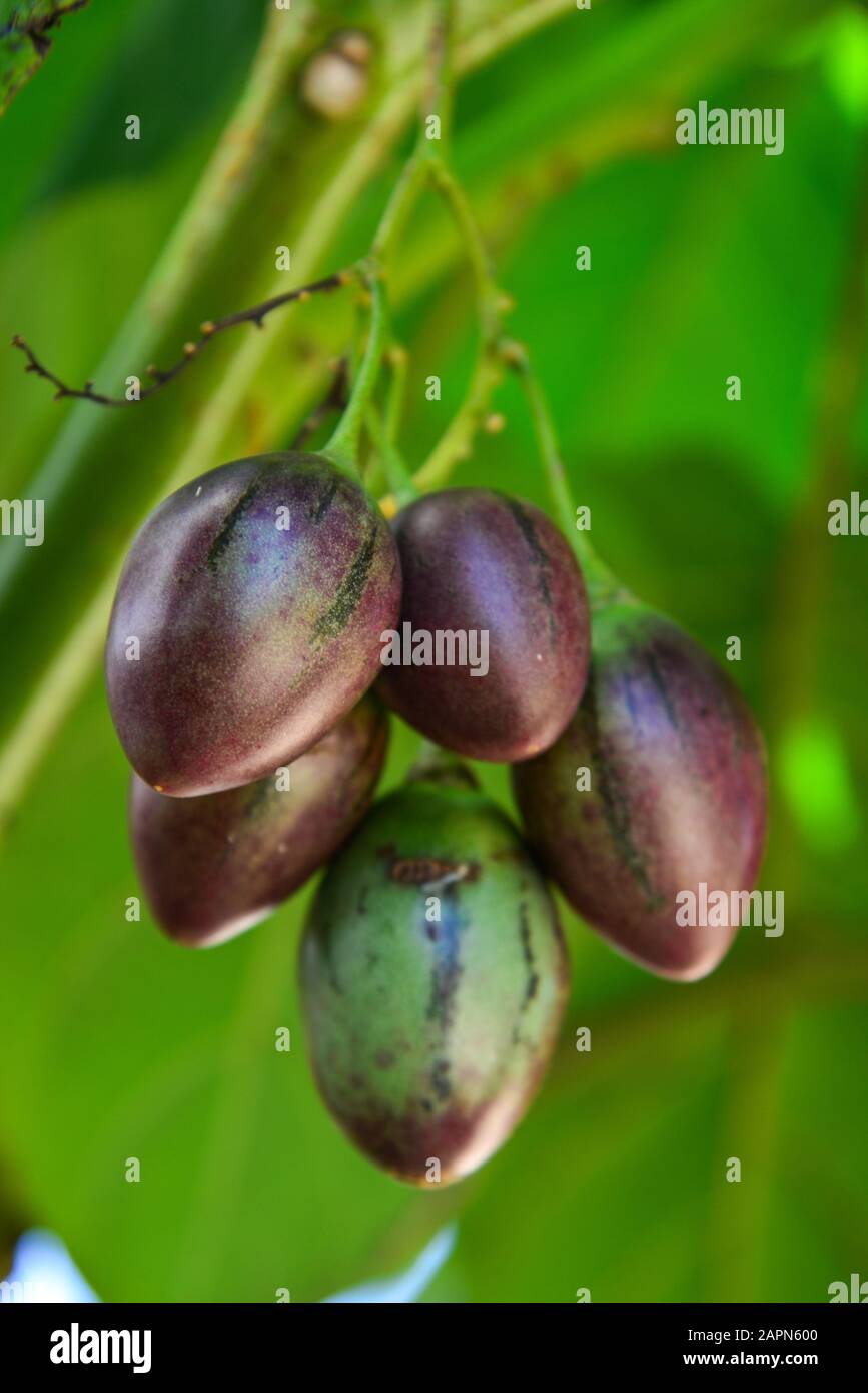 Datura fruits on the tree at plantation in Dalat, Vietnam Stock Photo ...
