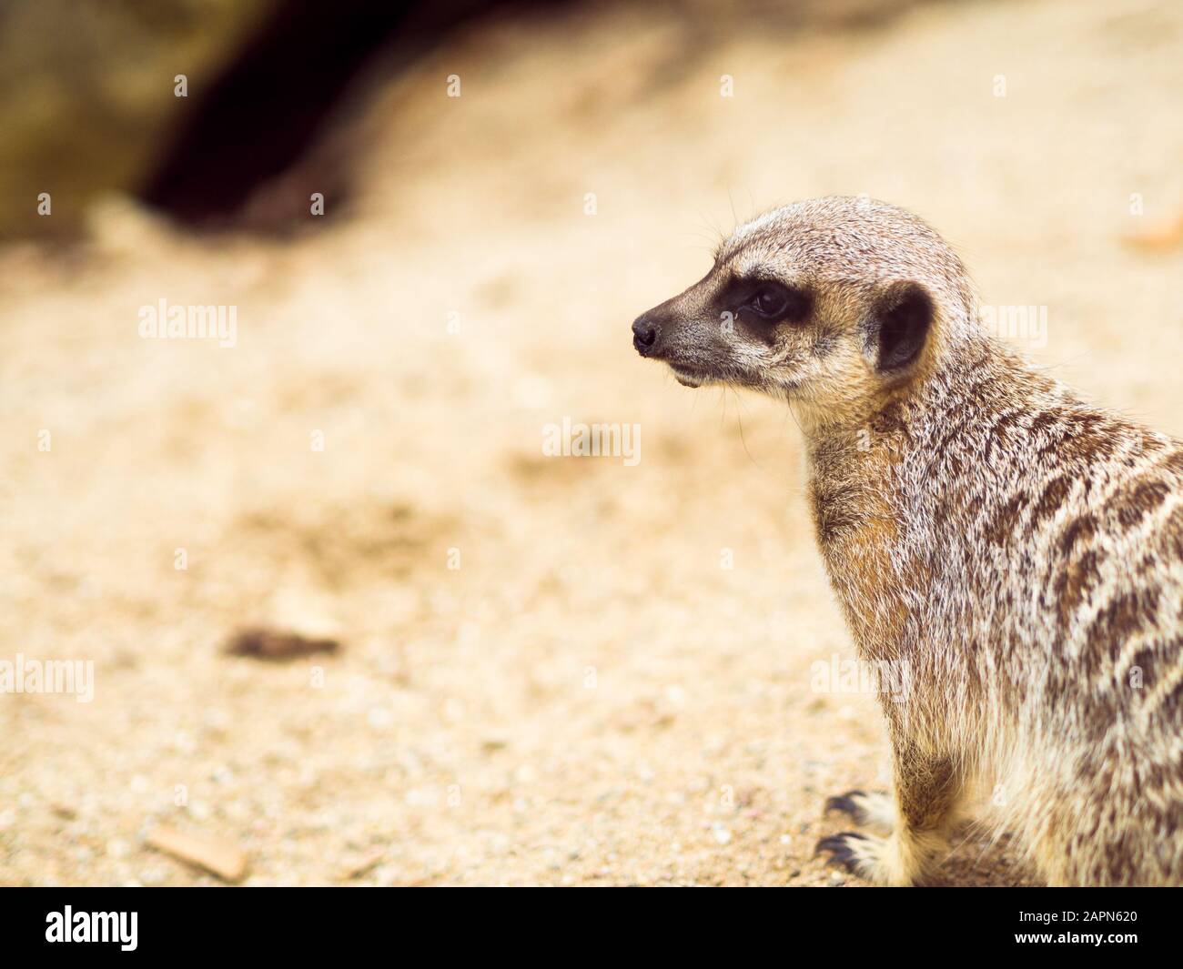 Closeup landscape shot of a meerkat facing side view with a blurred ...