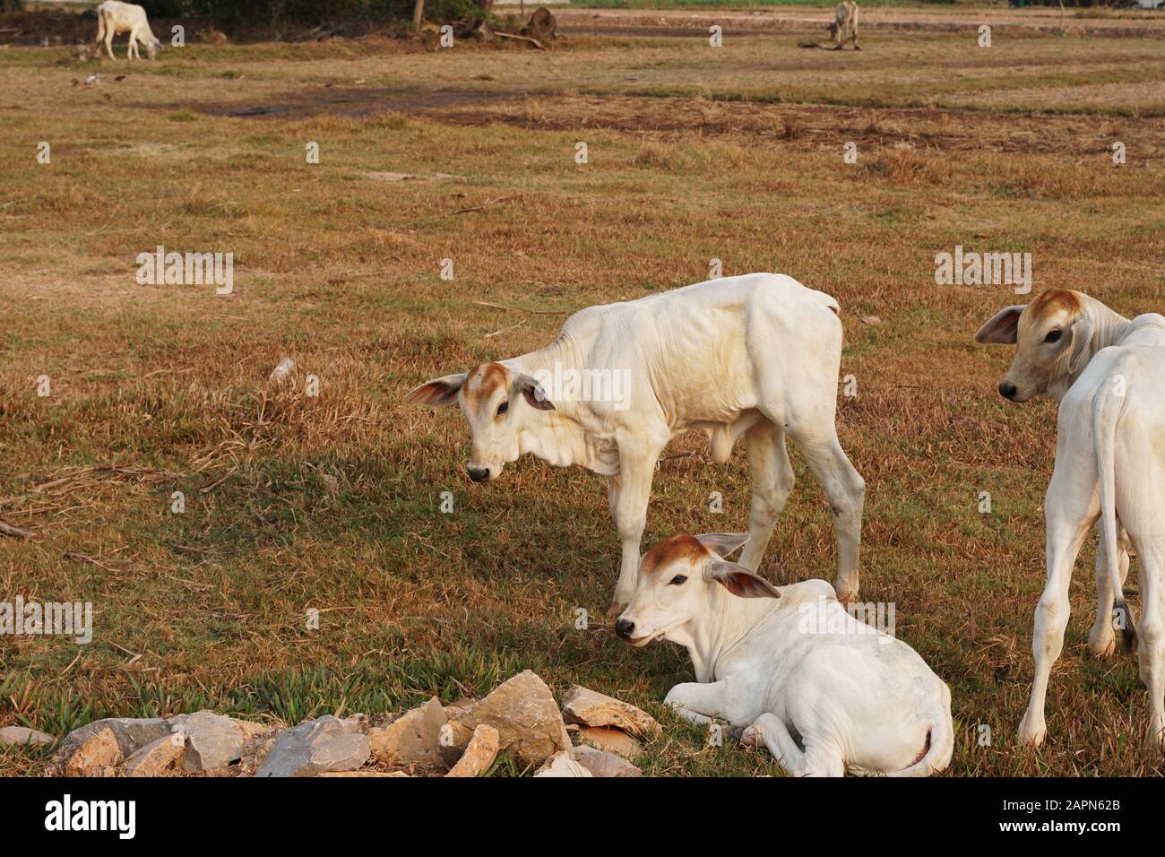 Three skinny white Cambodian cow. Countryside landscape in Kampot ...