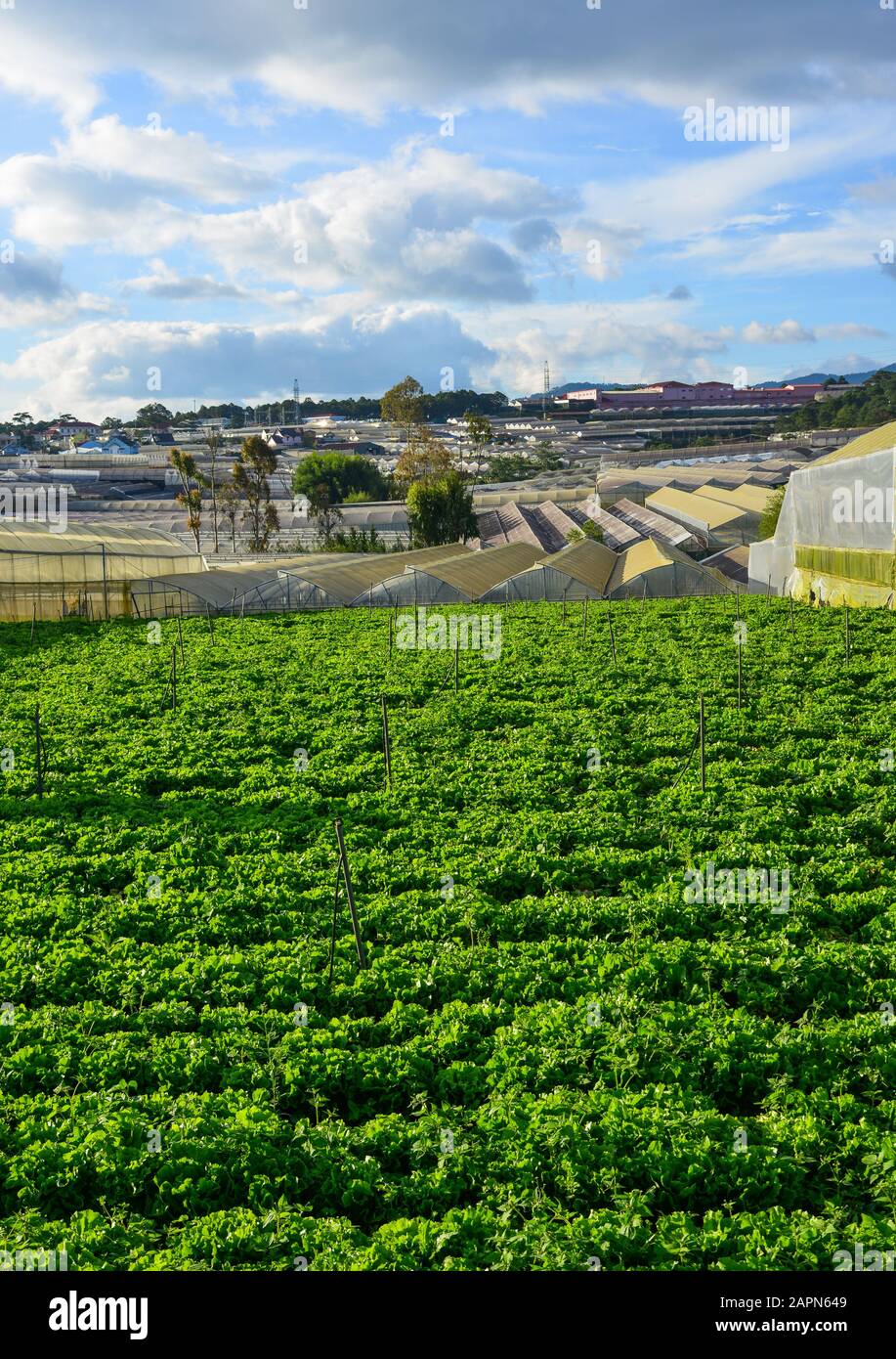 Green vegetable field at sunny day in Dalat, Vietnam Stock Photo - Alamy