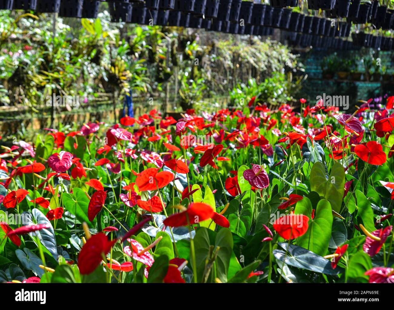 Anthurium Taiflower blooming at greenhouse in Dalat Highland, Vietnam ...
