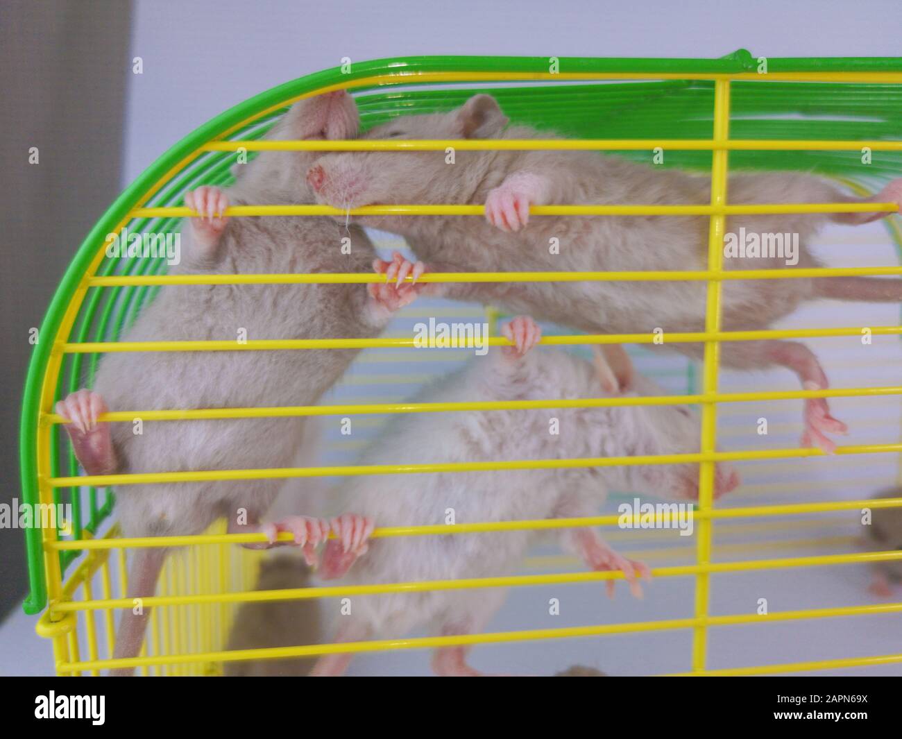 Charging concept. Baby rats push up and pull themselves up Stock Photo ...