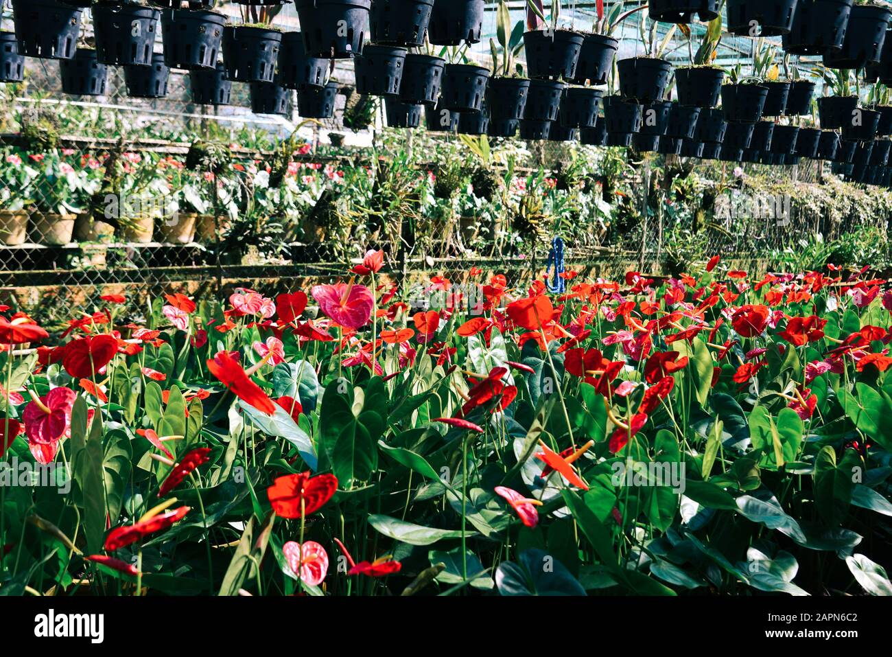 Anthurium Taiflower blooming at greenhouse in Dalat Highland, Vietnam ...