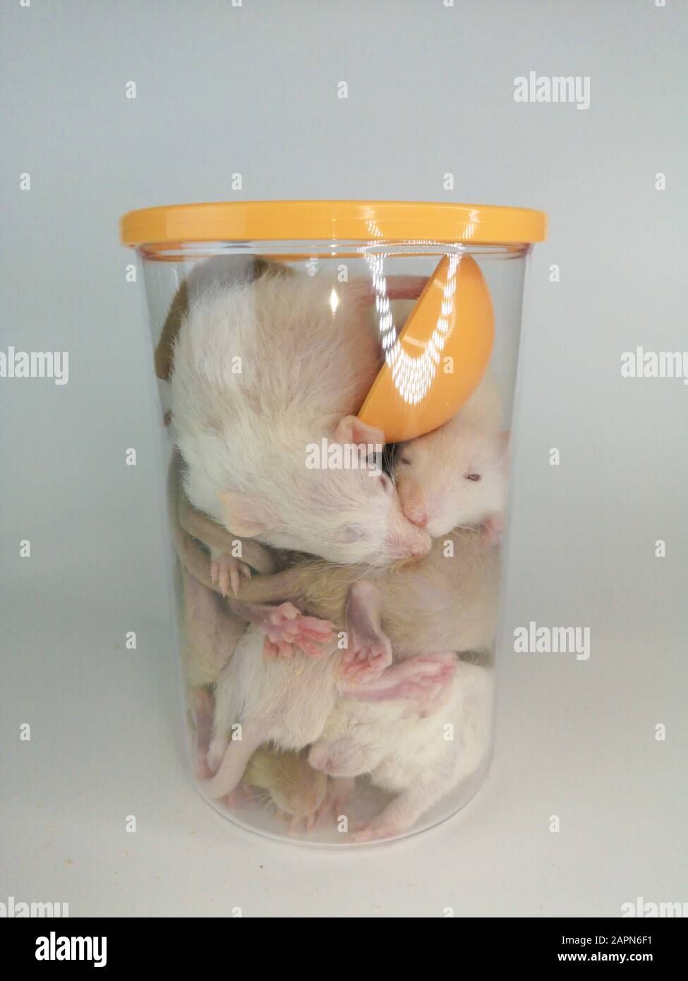 Inconvenience concept. Baby rats in a food container fell asleep and ...