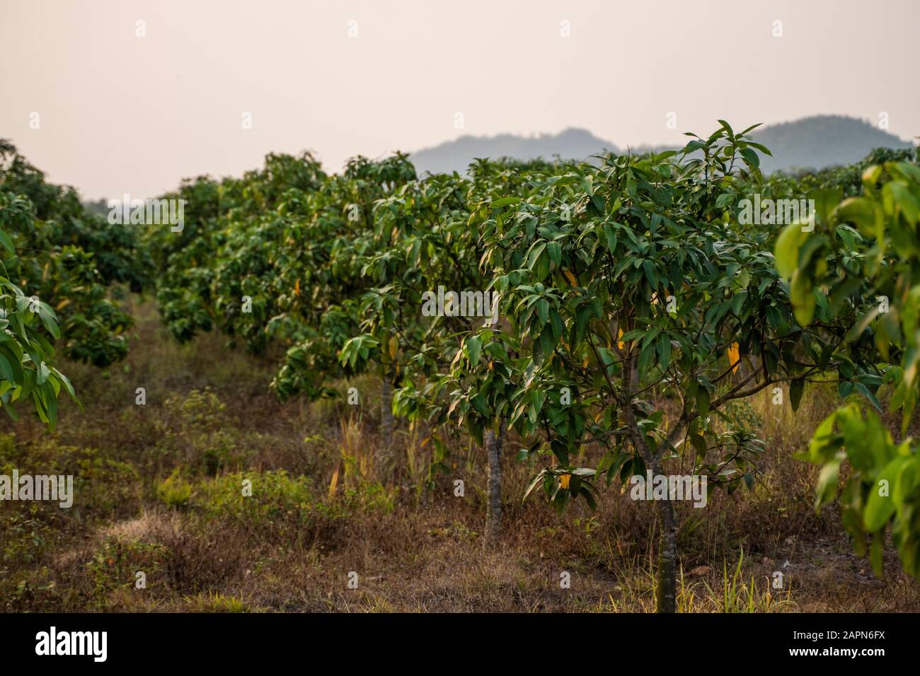 Mango Trees High Resolution Stock Photography and Images - Alamy