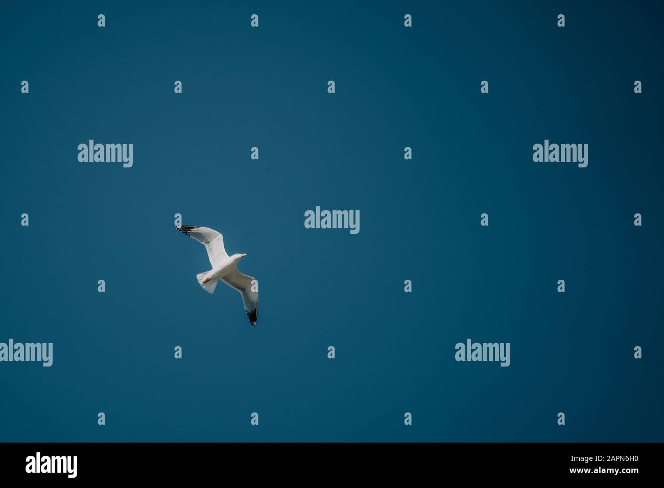 Wide angle shot of a white bird flying under a clear blue sky Stock ...