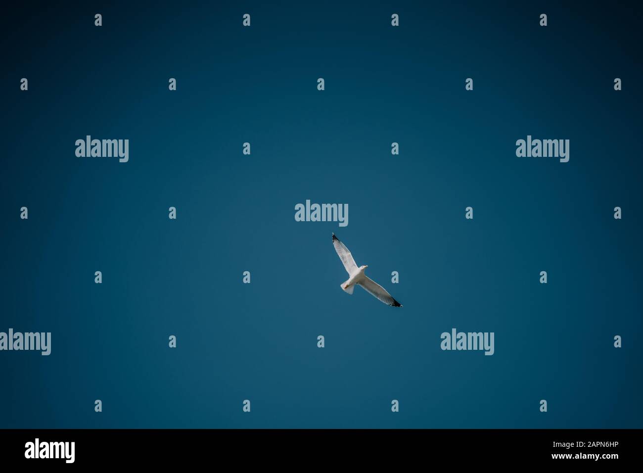 Wide angle shot of a white bird flying under a clear blue sky Stock ...