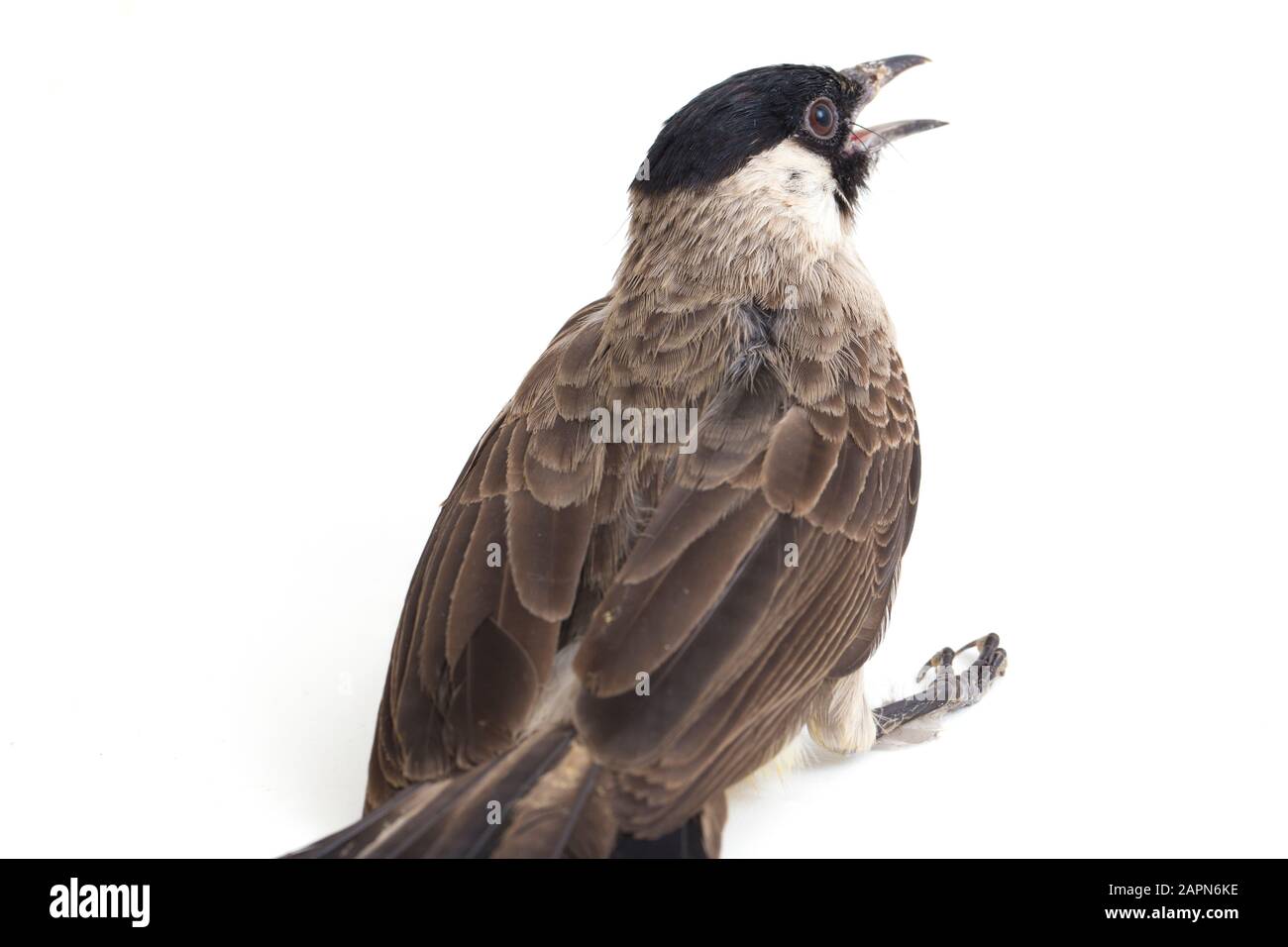 The sooty-headed bulbul (Pycnonotus aurigaster) isolated on white ...