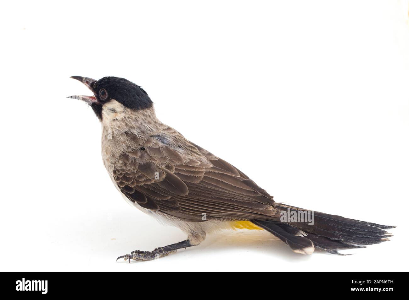The sooty-headed bulbul (Pycnonotus aurigaster) isolated on white ...