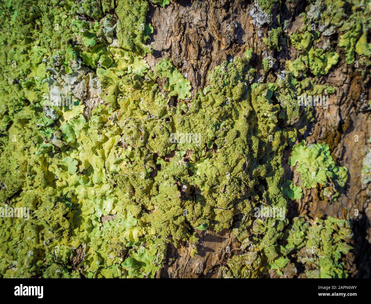 Moss covered tree stump in a pine forest hi-res stock photography and ...