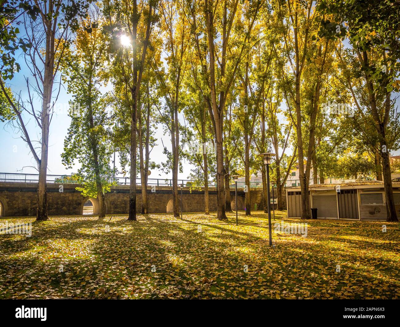 Beautiful scenery of a forest with a lot of tall trees and the bright ...