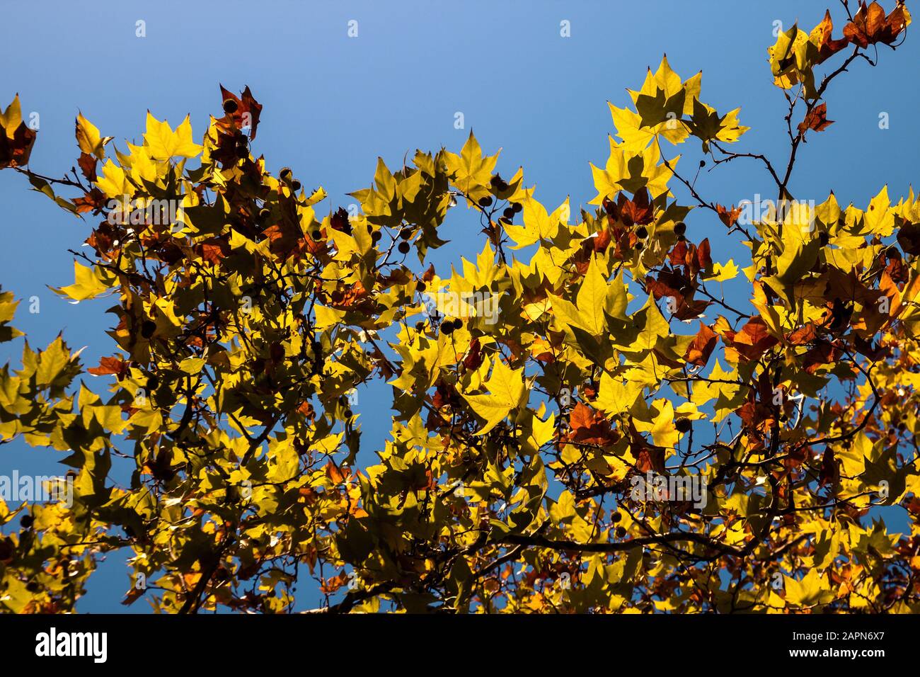A tree with dry yellow maple leaves under a blue sky - great for a natural wallpaper Stock Photo ...