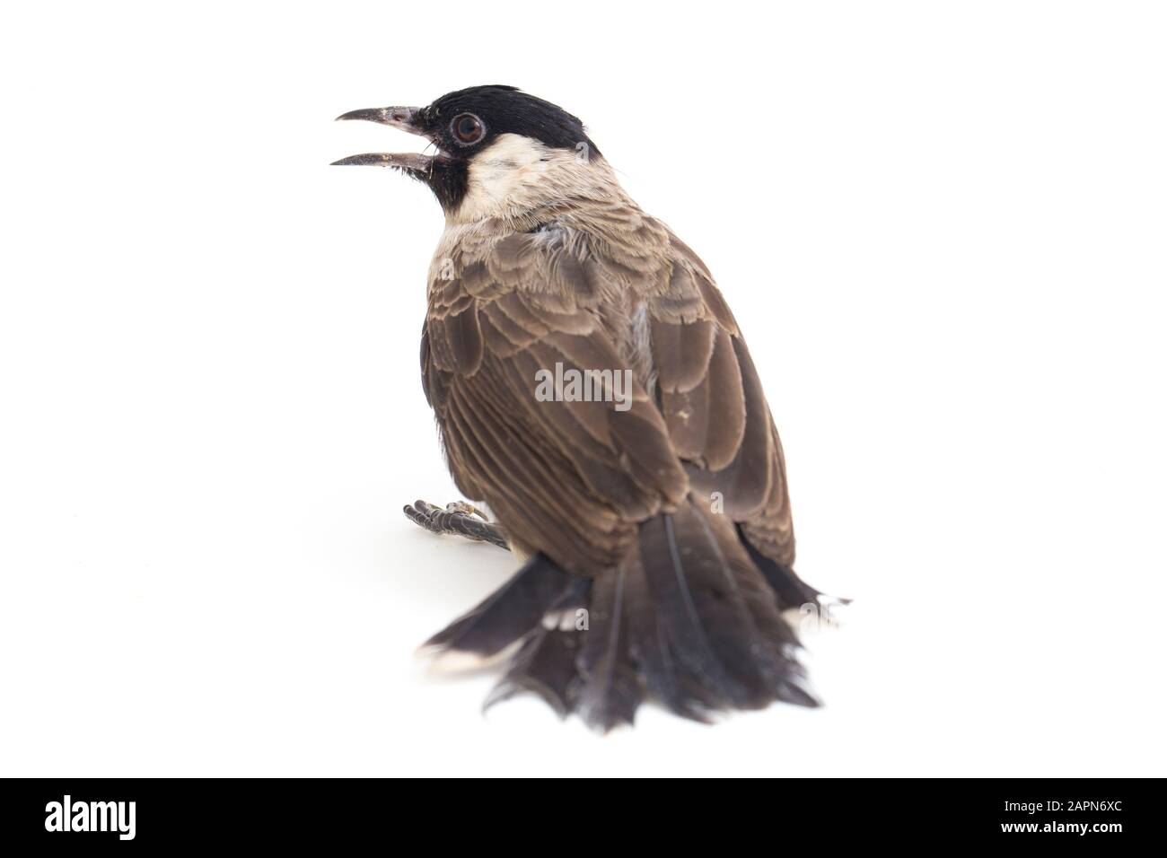 The sooty-headed bulbul (Pycnonotus aurigaster) isolated on white ...