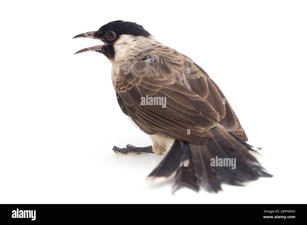 The sooty-headed bulbul (Pycnonotus aurigaster) isolated on white ...