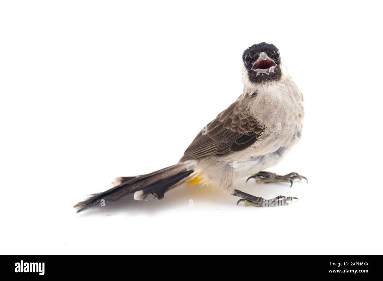 The sooty-headed bulbul (Pycnonotus aurigaster) isolated on white ...