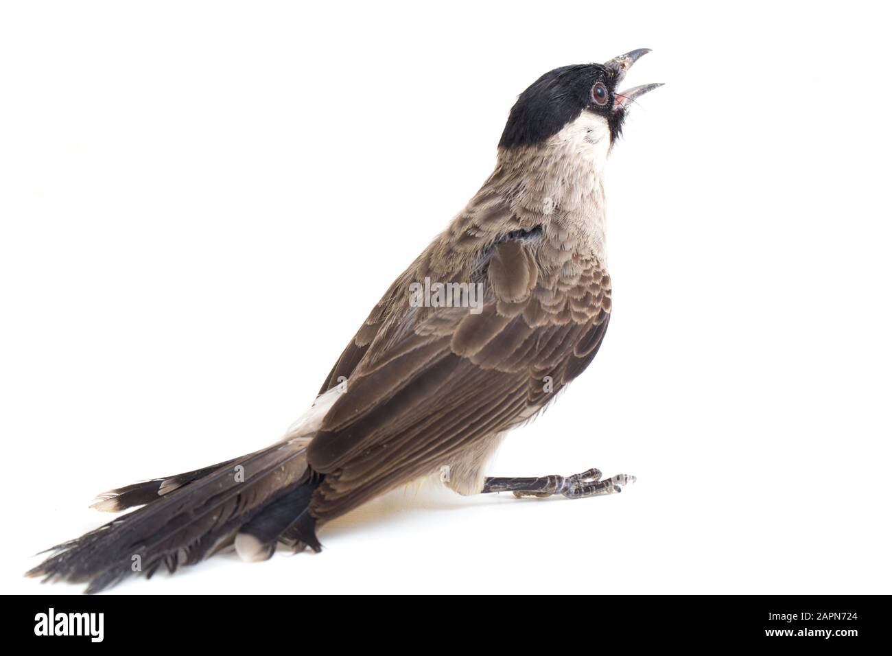 The sooty-headed bulbul (Pycnonotus aurigaster) isolated on white ...