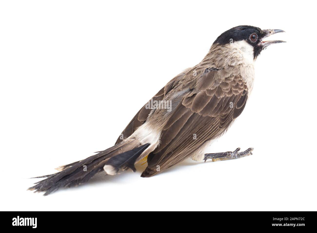The sooty-headed bulbul (Pycnonotus aurigaster) isolated on white ...