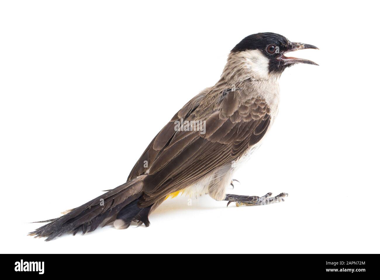 The sooty-headed bulbul (Pycnonotus aurigaster) isolated on white ...