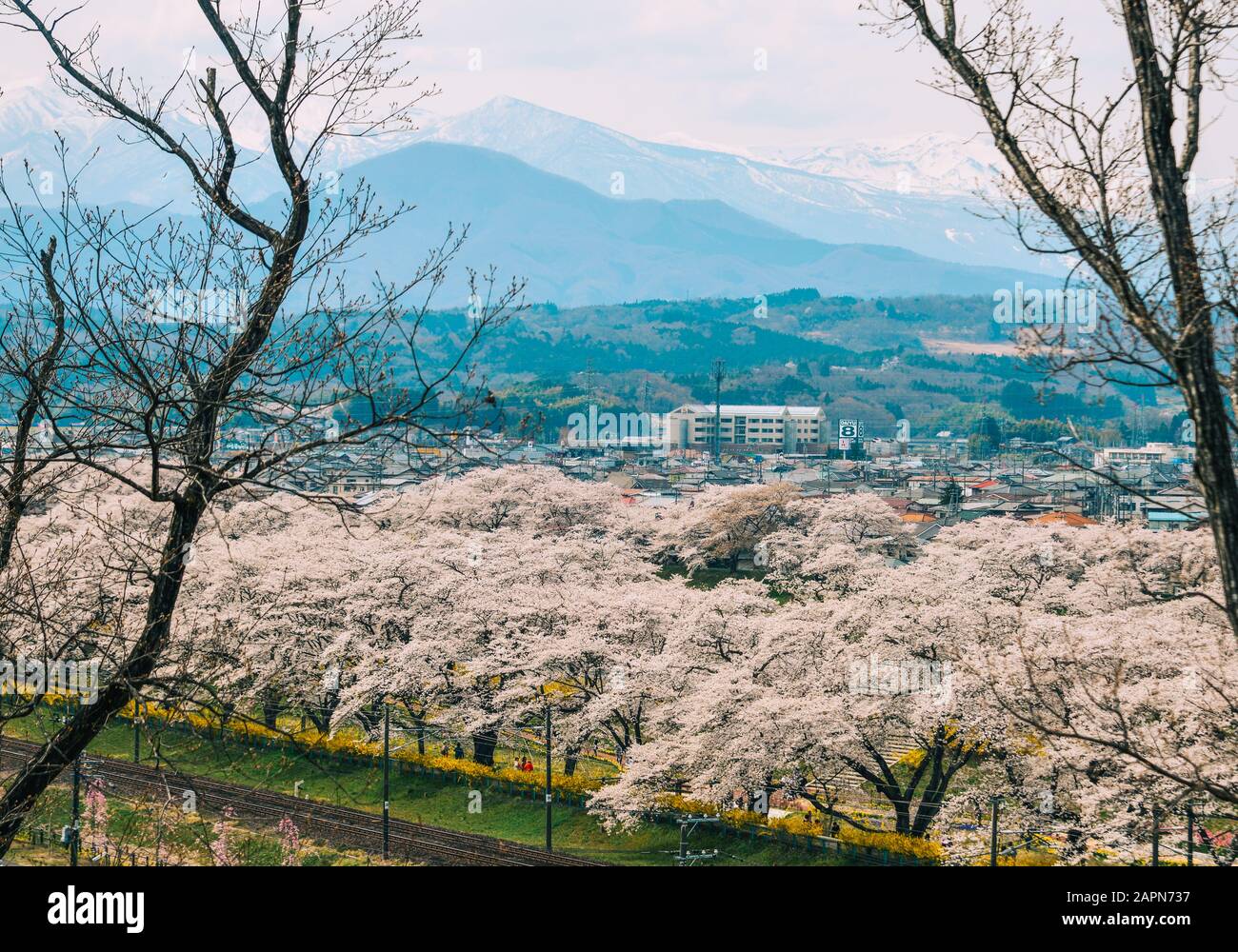 Miyagi, Japan - April 14, 2019. Cherry blossom at riverbank park of ...