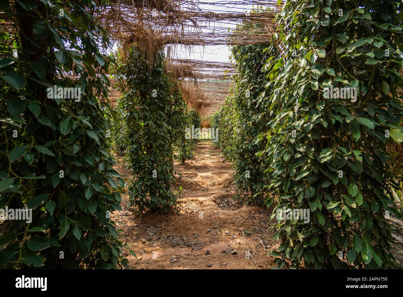 Black pepper plants growing on plantation in Asia. Ripe green peppers ...