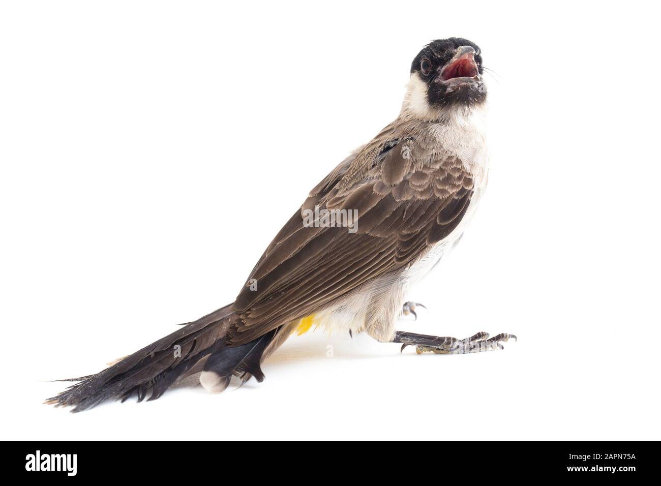 The sooty-headed bulbul (Pycnonotus aurigaster) isolated on white ...