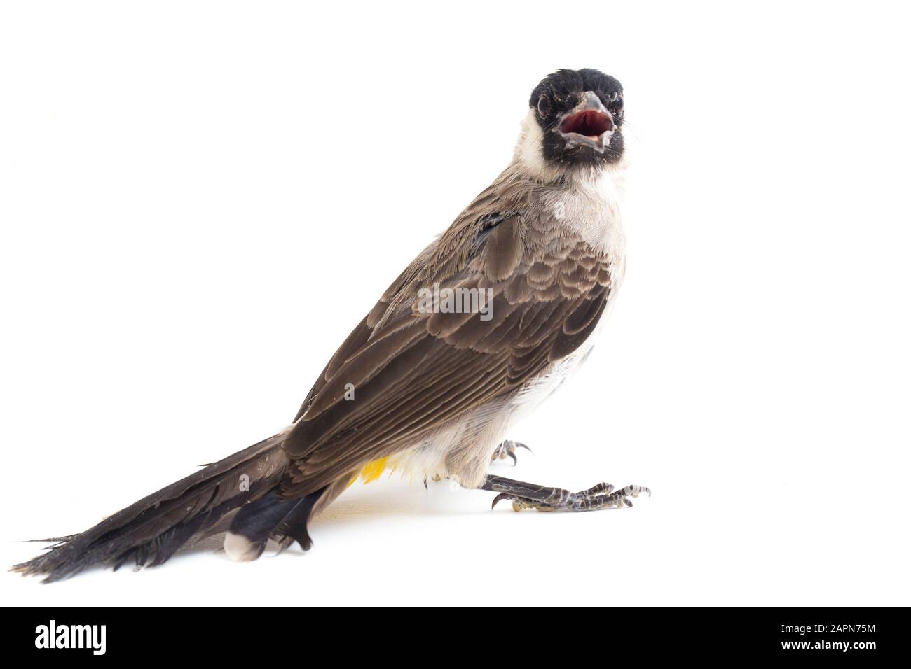 The sooty-headed bulbul (Pycnonotus aurigaster) isolated on white ...