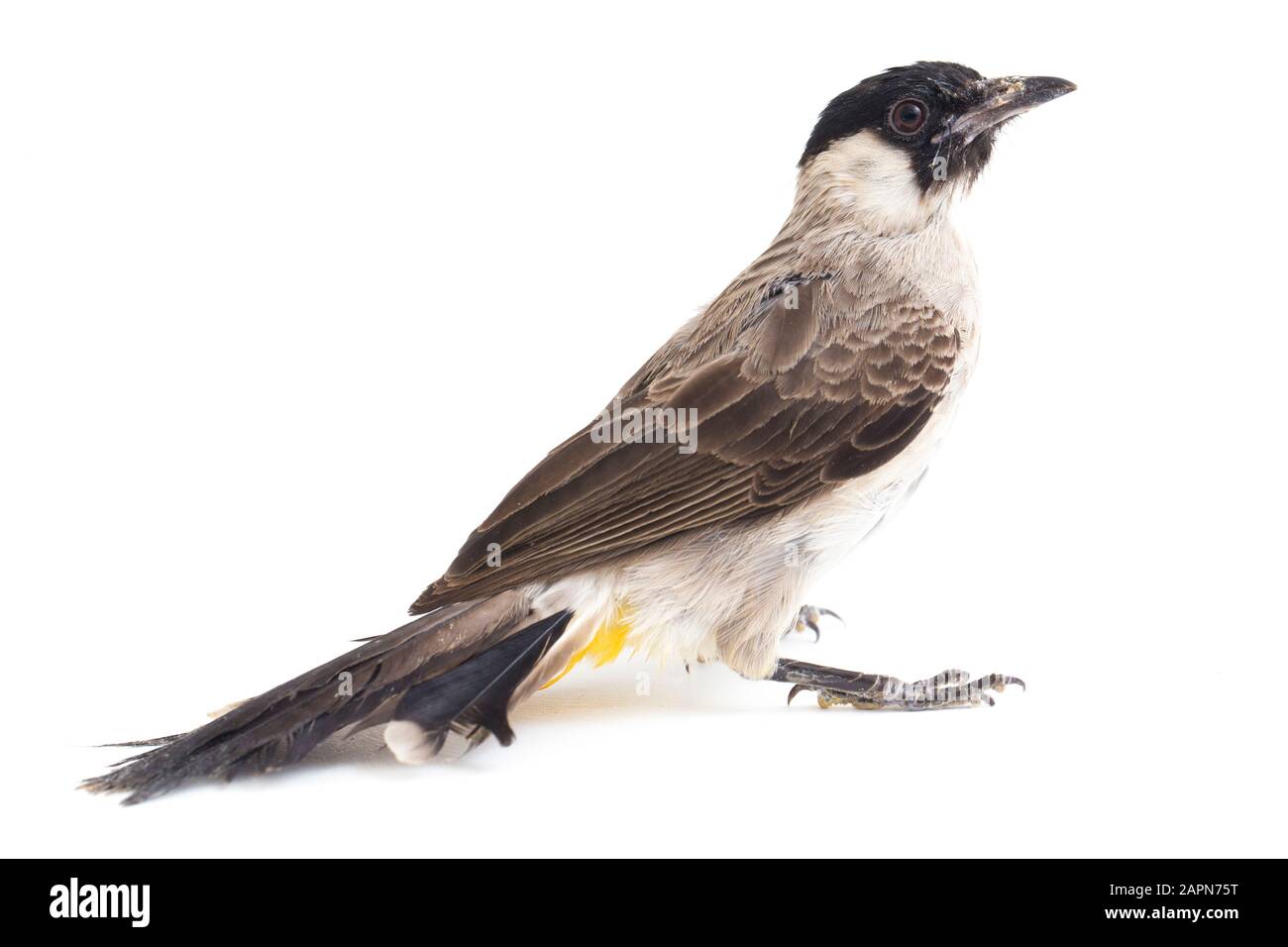 The sooty-headed bulbul (Pycnonotus aurigaster) isolated on white ...