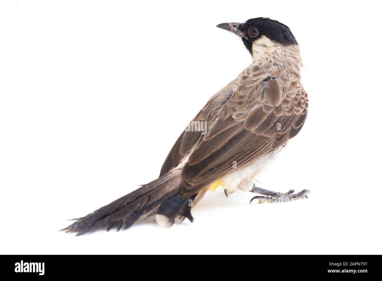 The sooty-headed bulbul (Pycnonotus aurigaster) isolated on white ...
