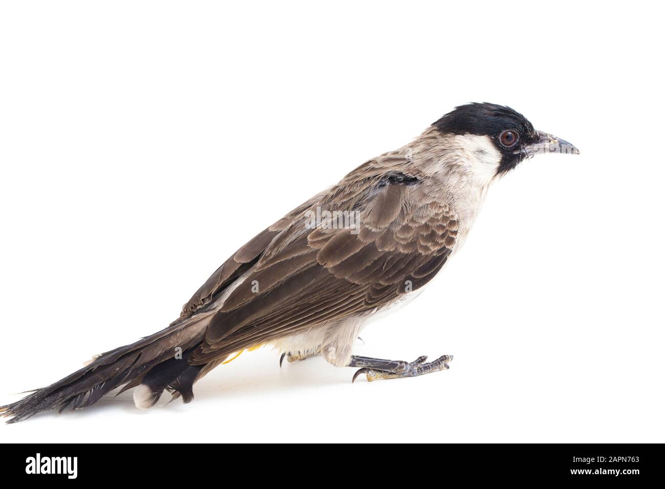 The sooty-headed bulbul (Pycnonotus aurigaster) isolated on white ...