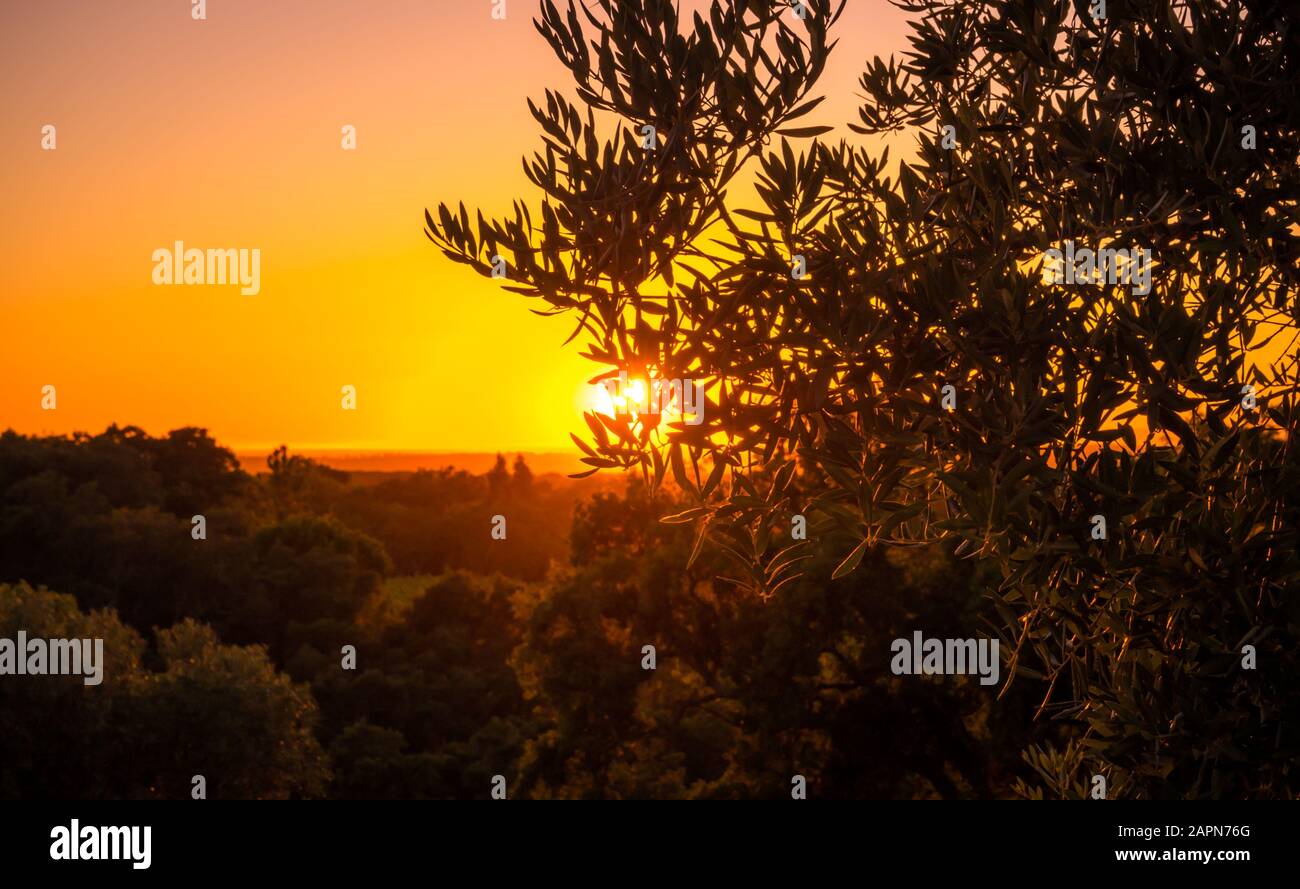 Beautiful scenery of an olive tree with the breathtaking view of sunset ...