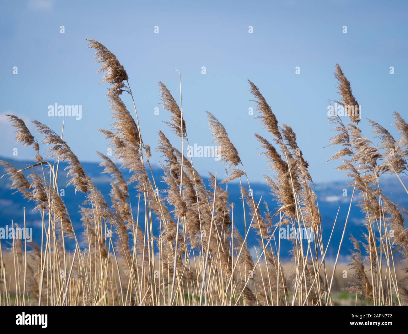 Field of common reed near the sea with the beautiful sky in the ...