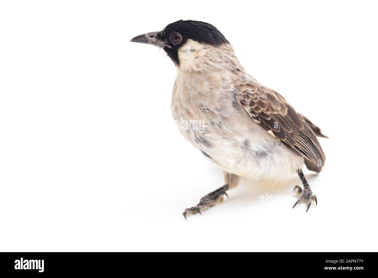 The sooty-headed bulbul (Pycnonotus aurigaster) isolated on white ...