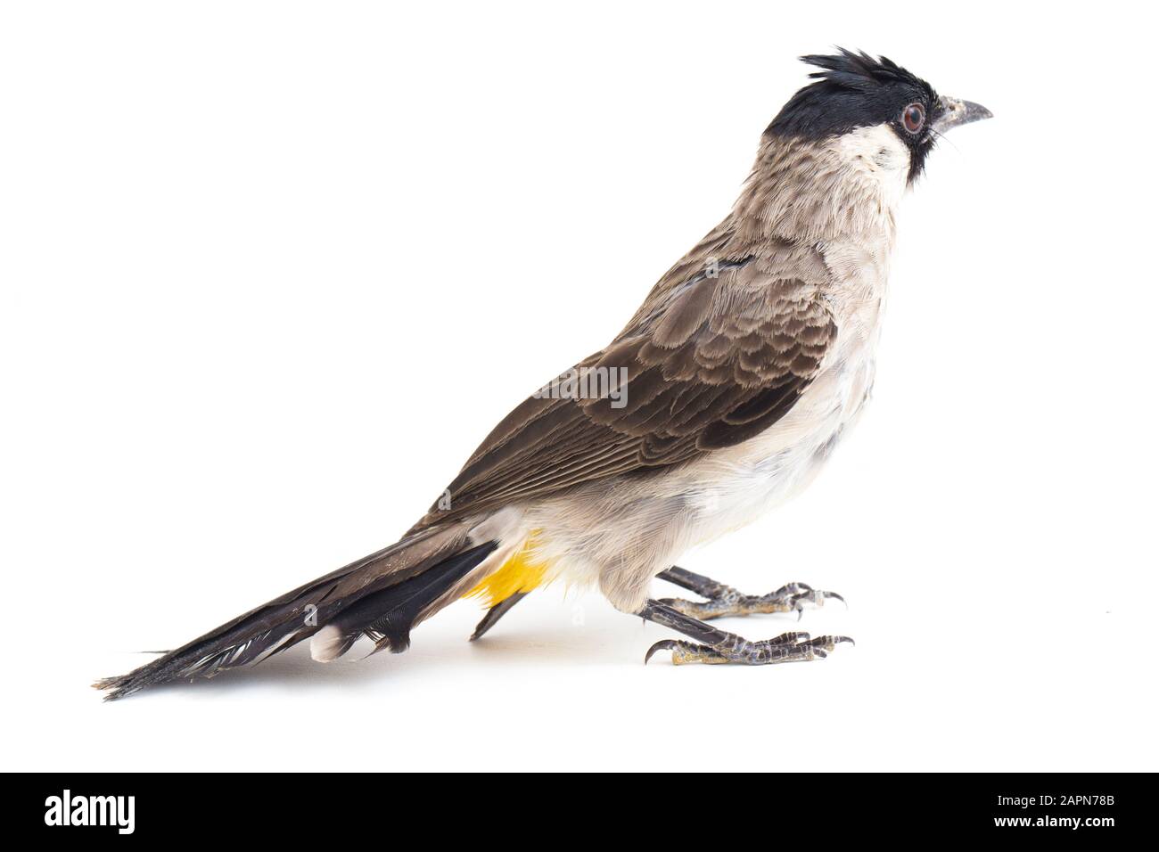The sooty-headed bulbul (Pycnonotus aurigaster) isolated on white ...