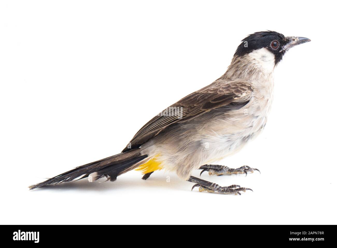 The sooty-headed bulbul (Pycnonotus aurigaster) isolated on white ...