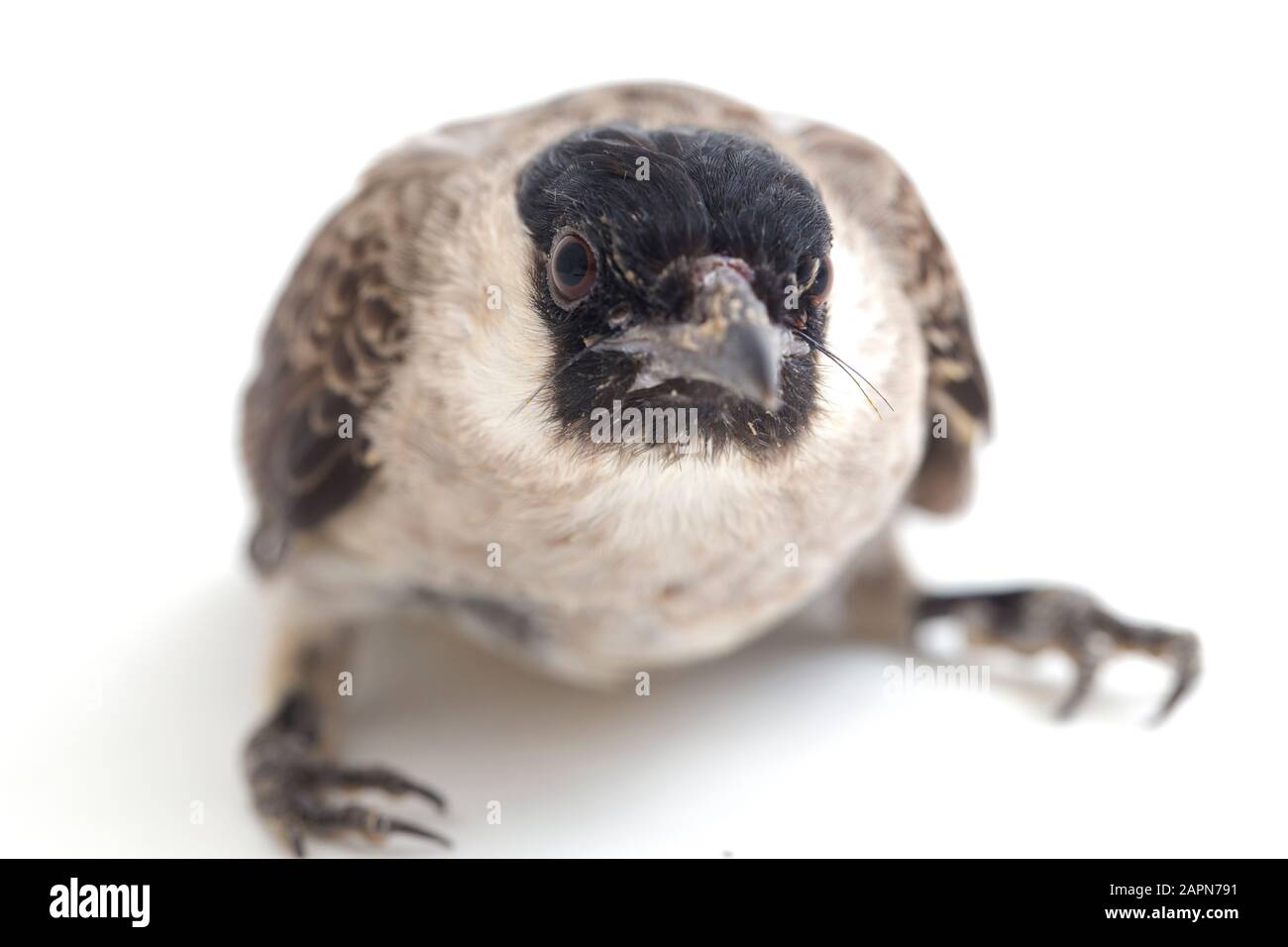 The sooty-headed bulbul (Pycnonotus aurigaster) isolated on white ...