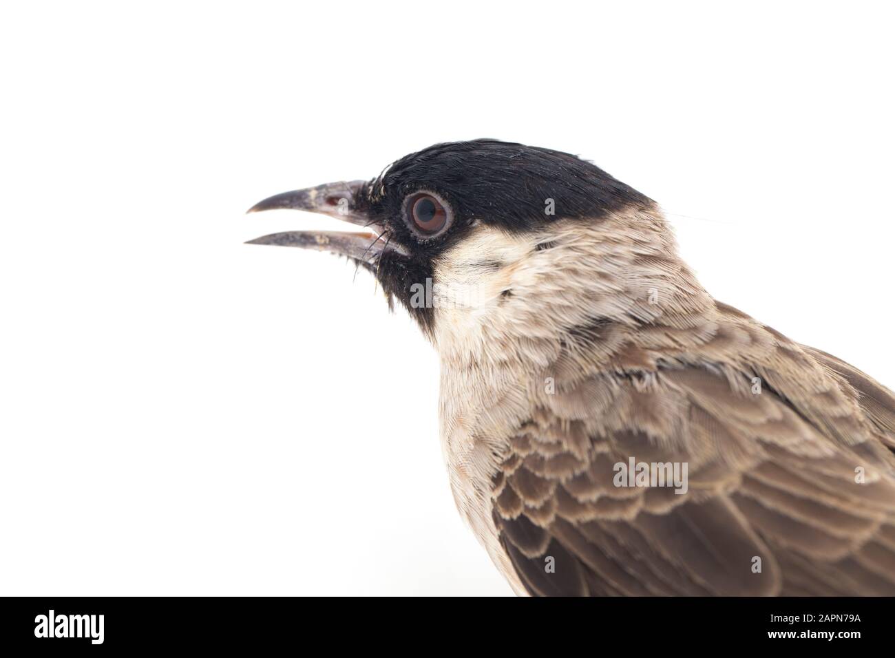 The sooty-headed bulbul (Pycnonotus aurigaster) isolated on white ...