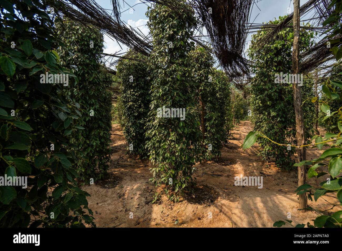Black pepper plants growing on plantation in Asia. Ripe green peppers ...