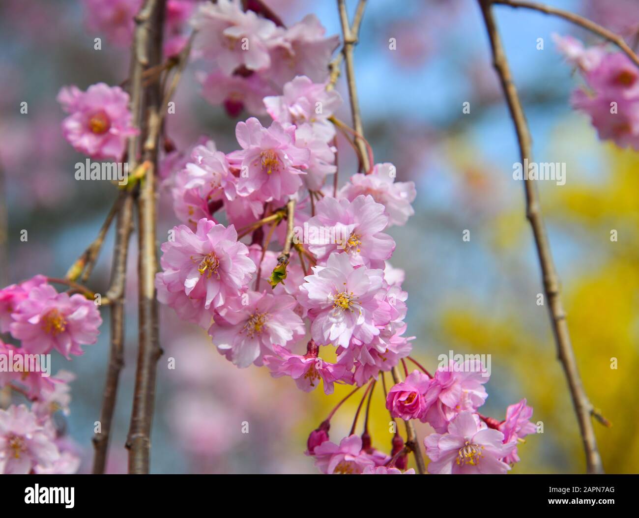 Cherry blossom at riverbank park of Shiroishi River in Miyagi, Japan ...