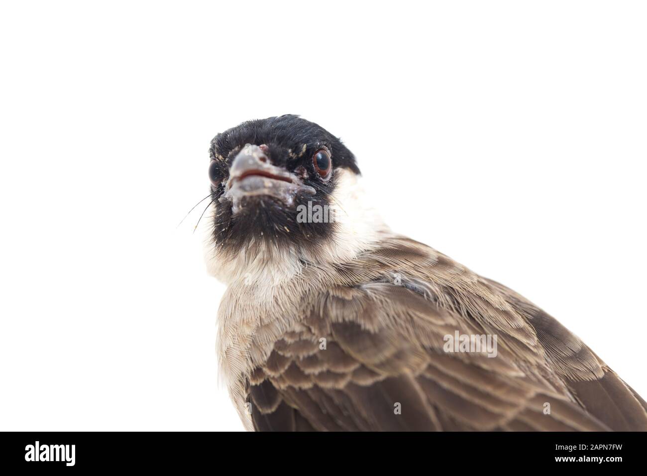 The sooty-headed bulbul (Pycnonotus aurigaster) isolated on white ...