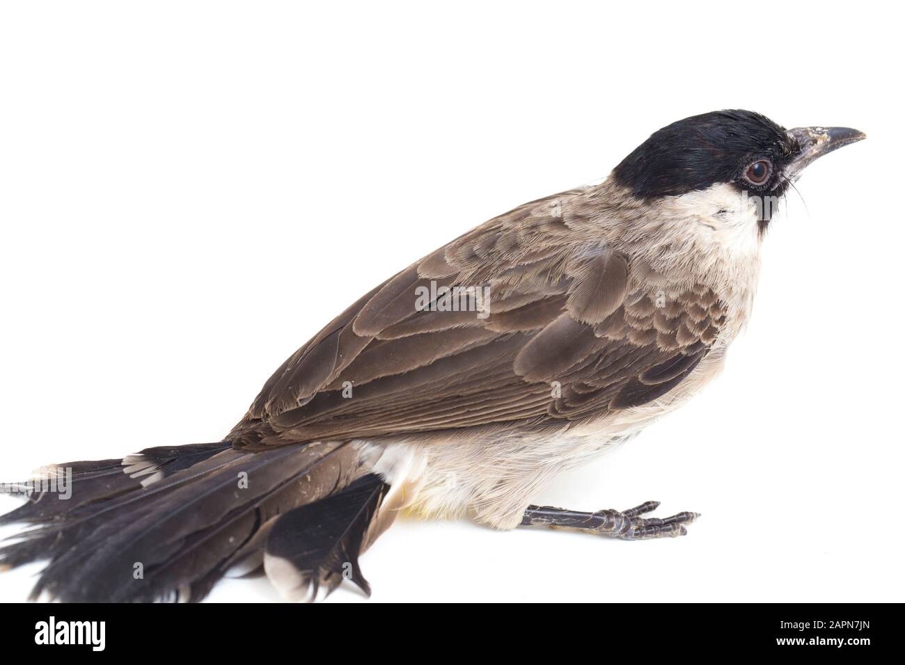 The sooty-headed bulbul (Pycnonotus aurigaster) isolated on white ...