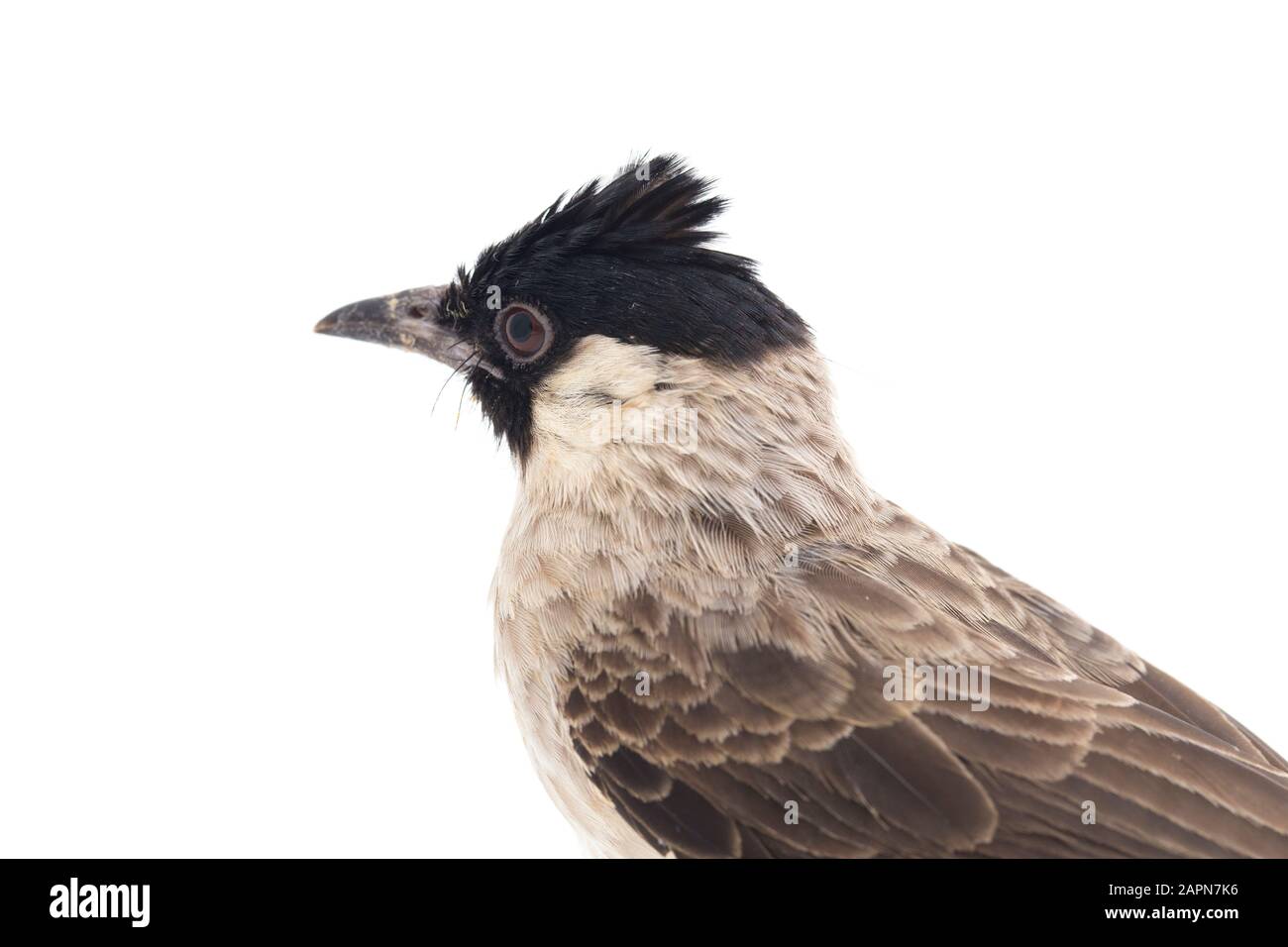 The sooty-headed bulbul (Pycnonotus aurigaster) isolated on white ...
