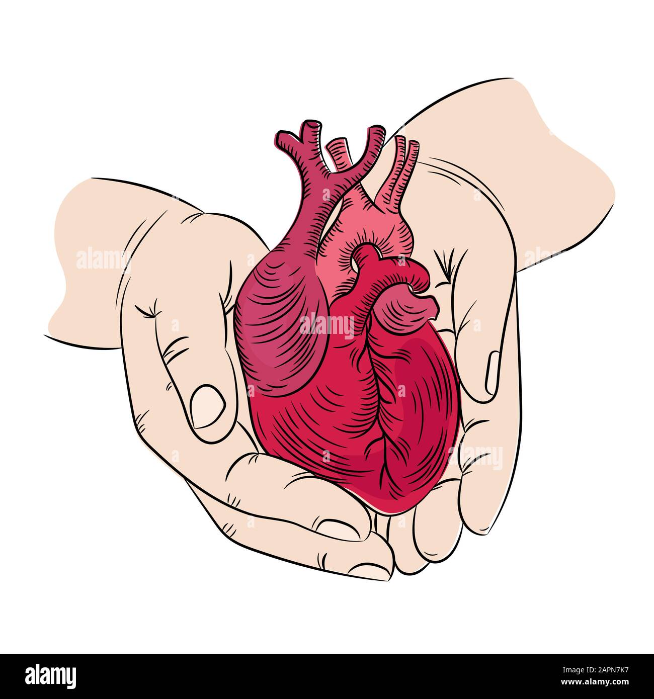 HEART AND HANDS Health Symbol Medicine Human Hand Drawn Vector ...