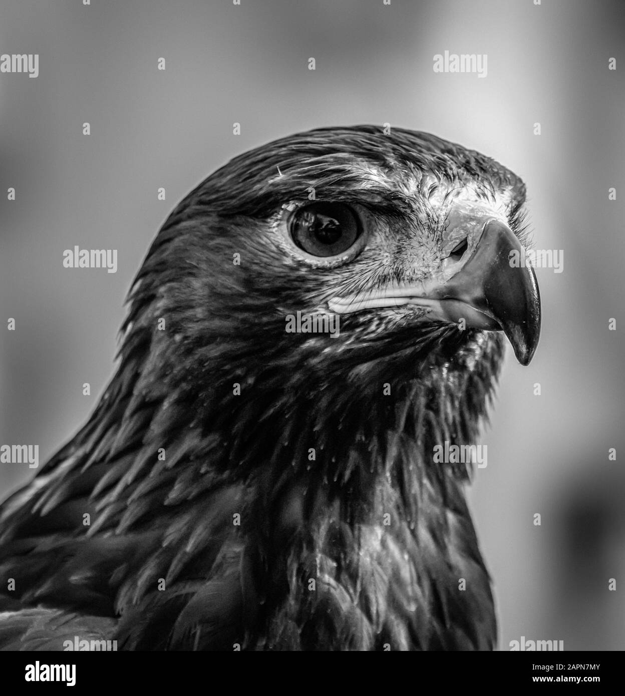 Greyscale closeup shot of the face of a beautiful hawk with blurred ...