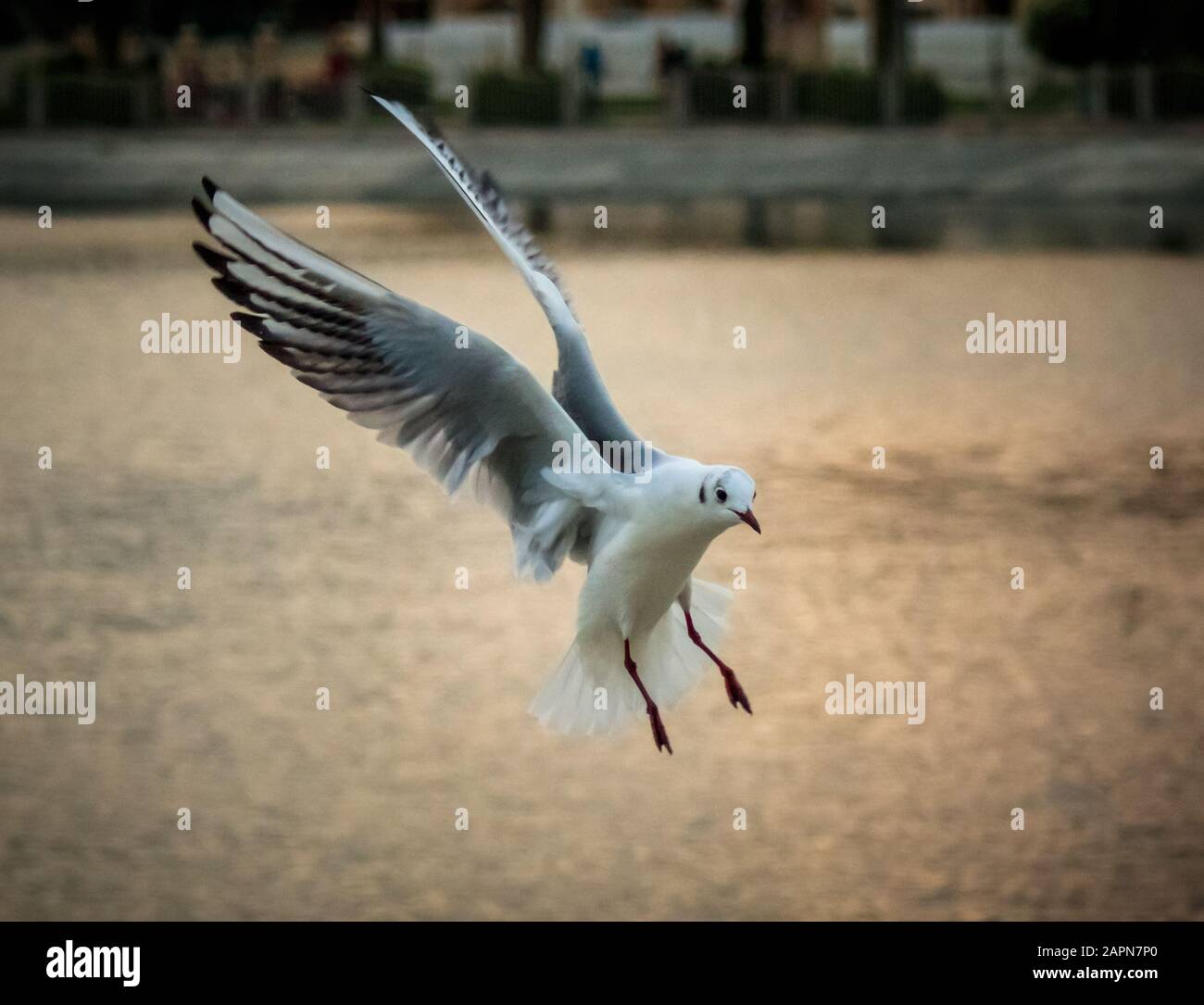 Flying Bird Landing Images